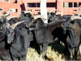 SPCQ - Viande - Race Spanish